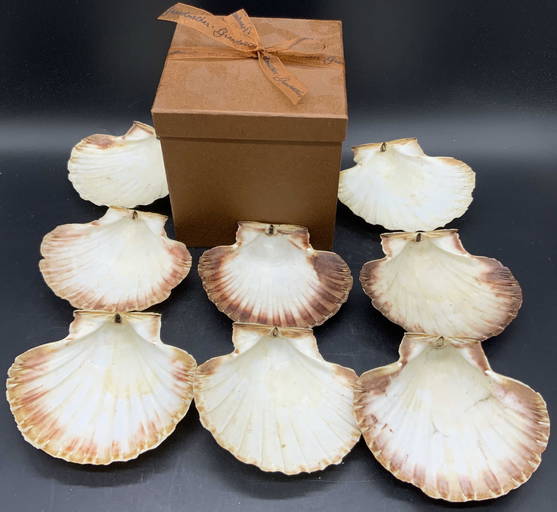 Set 8 Natural Scallop Shells, Box