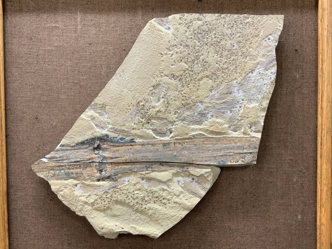 Mounted Fish Fossil Stone Slab