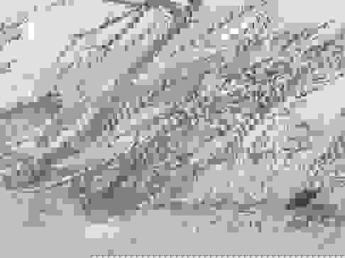 Forest Landscape Graphite Drawing Auction