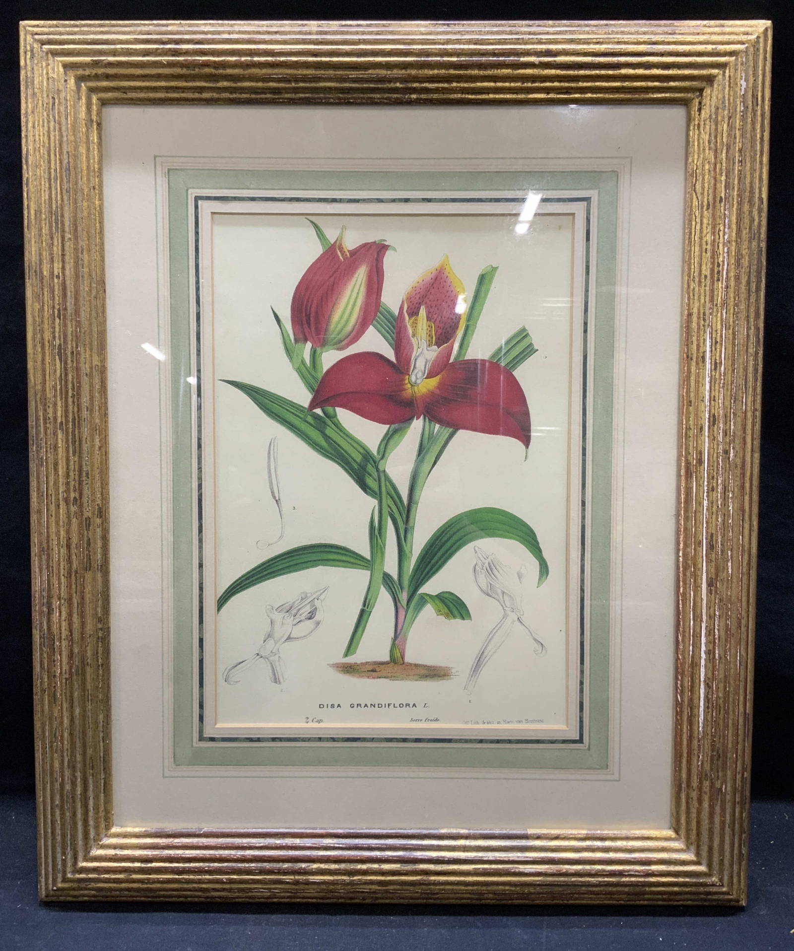 After Horto Van Houtteano Disa Grandiflora Litho Auction