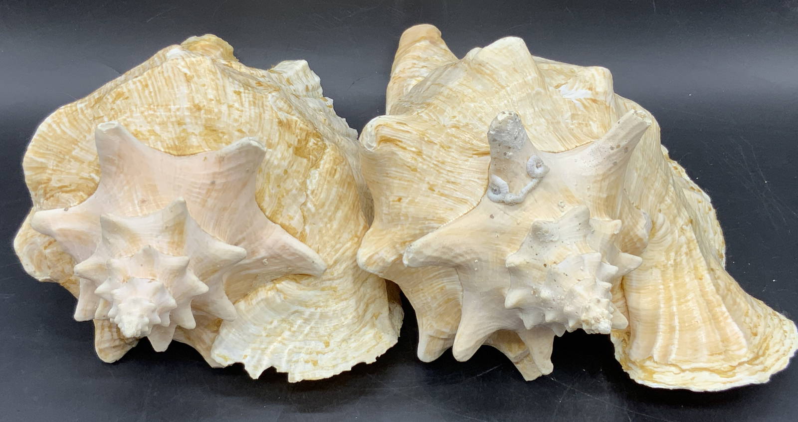 Lot 2 Natural Conch Shell Specimens Auction