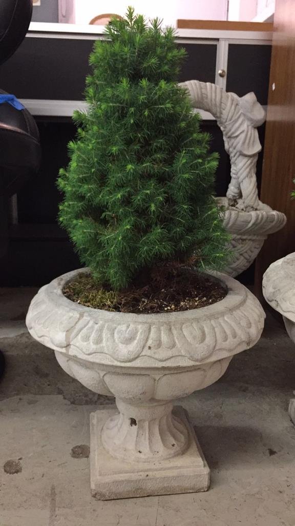 Cement Pine Tree Planter