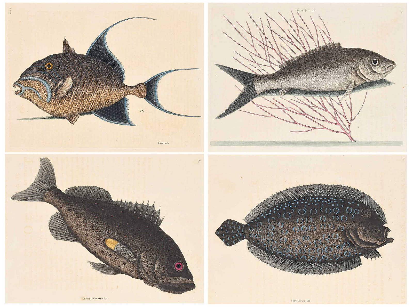 Four Mark Catesby Prints - Fish Auction