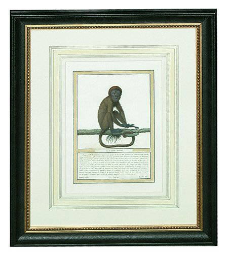 Six Monkey Engravings By Jacob, Italian