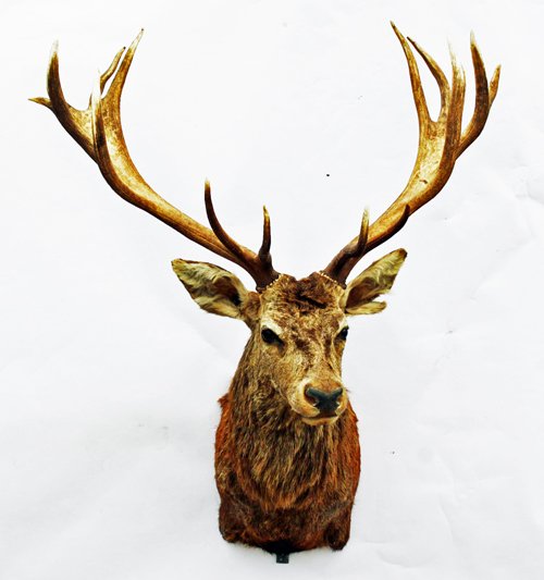A Cape And Head Mount Of A Red Stag,