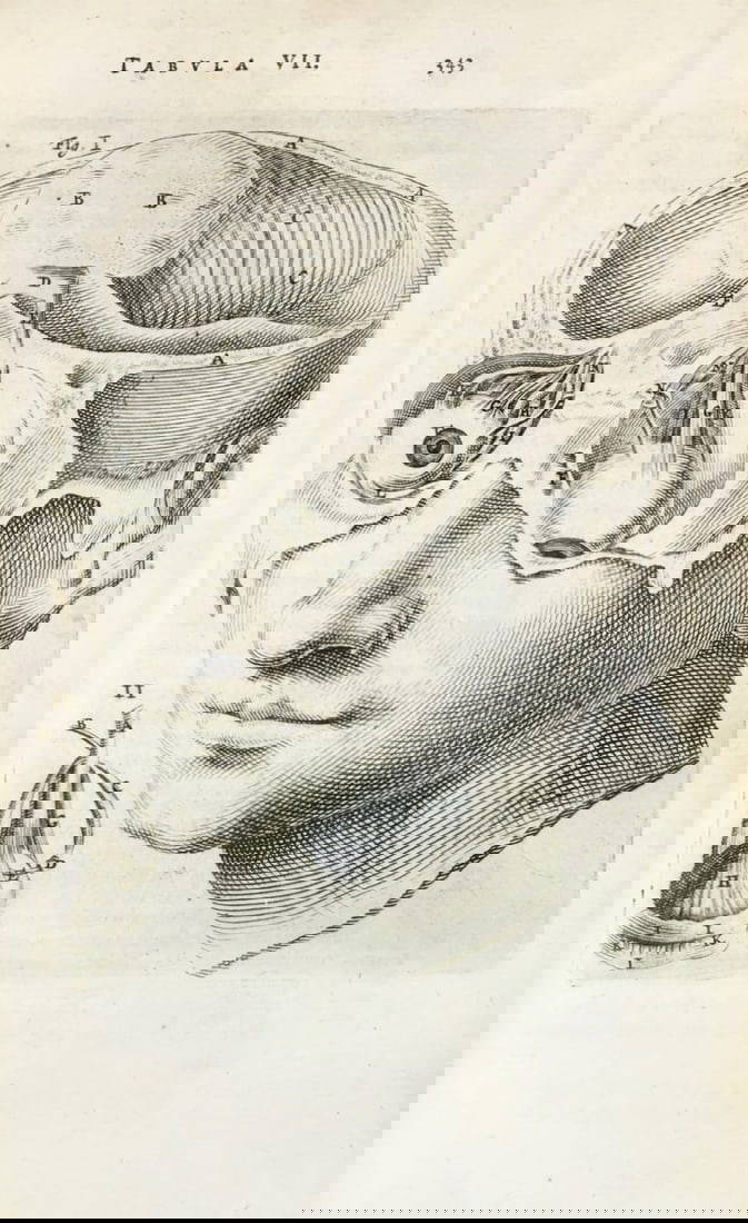 Anatomy. Bartholin. Anatomia Reformata. Auction