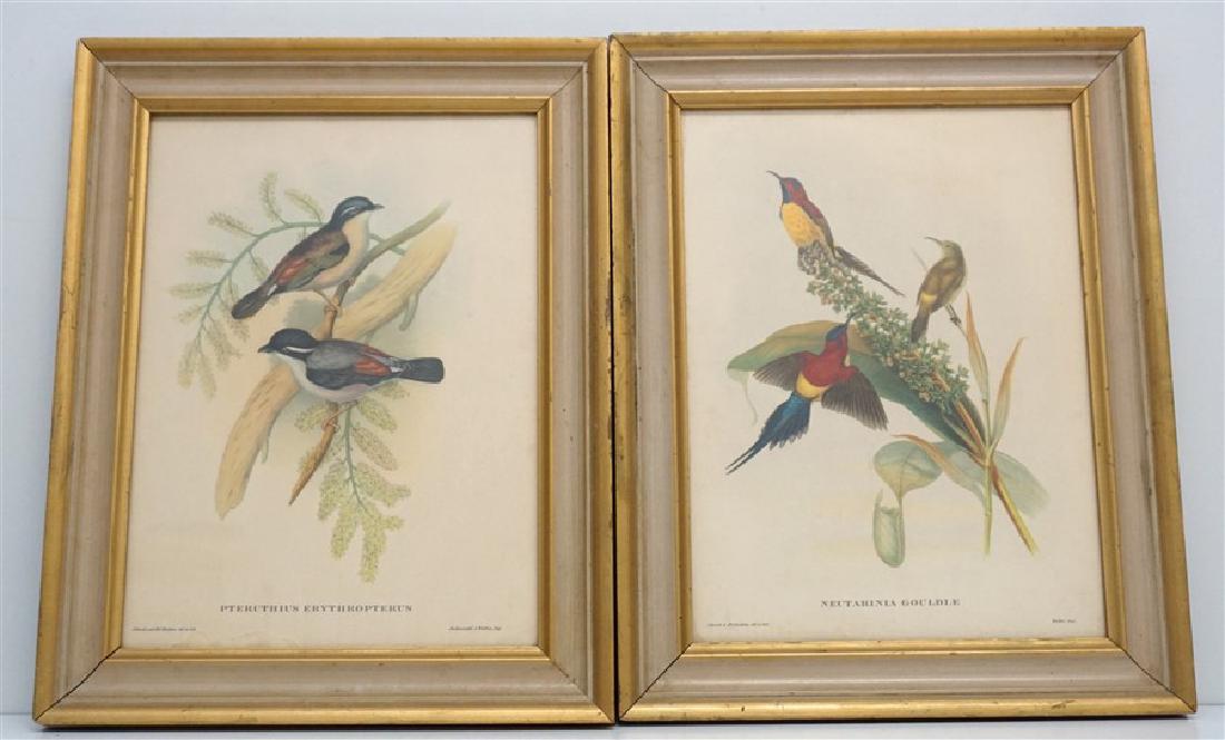 2 JOHN GOULD HAND COLORED LITHOGRAPHS