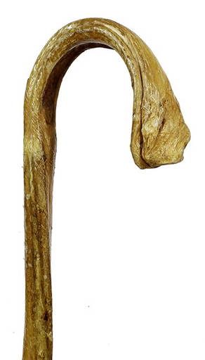 152. Bull Penis Cane Ca 1950 A Nice Example Of This