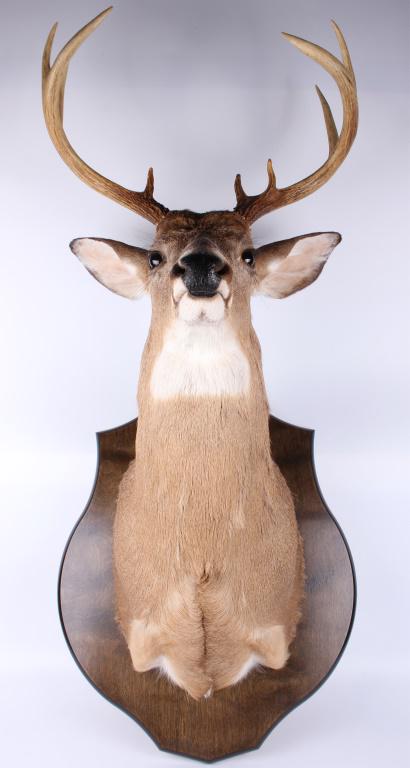 Mounted Buck White Tailed Deer Taxidermy 9 Point