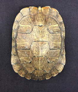 Antique Turtle Shell Fan