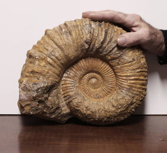 Impressive Fossil Ammonoid 8,6 kg - 28x23x14 cm. Devonian Period ...