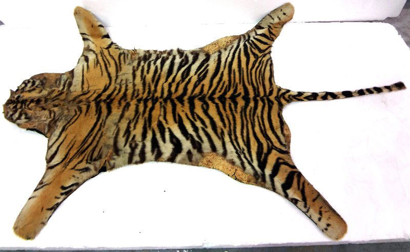 Tiger Fur Rug