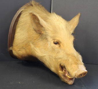 Wild Boar Head Taxidermy Mount