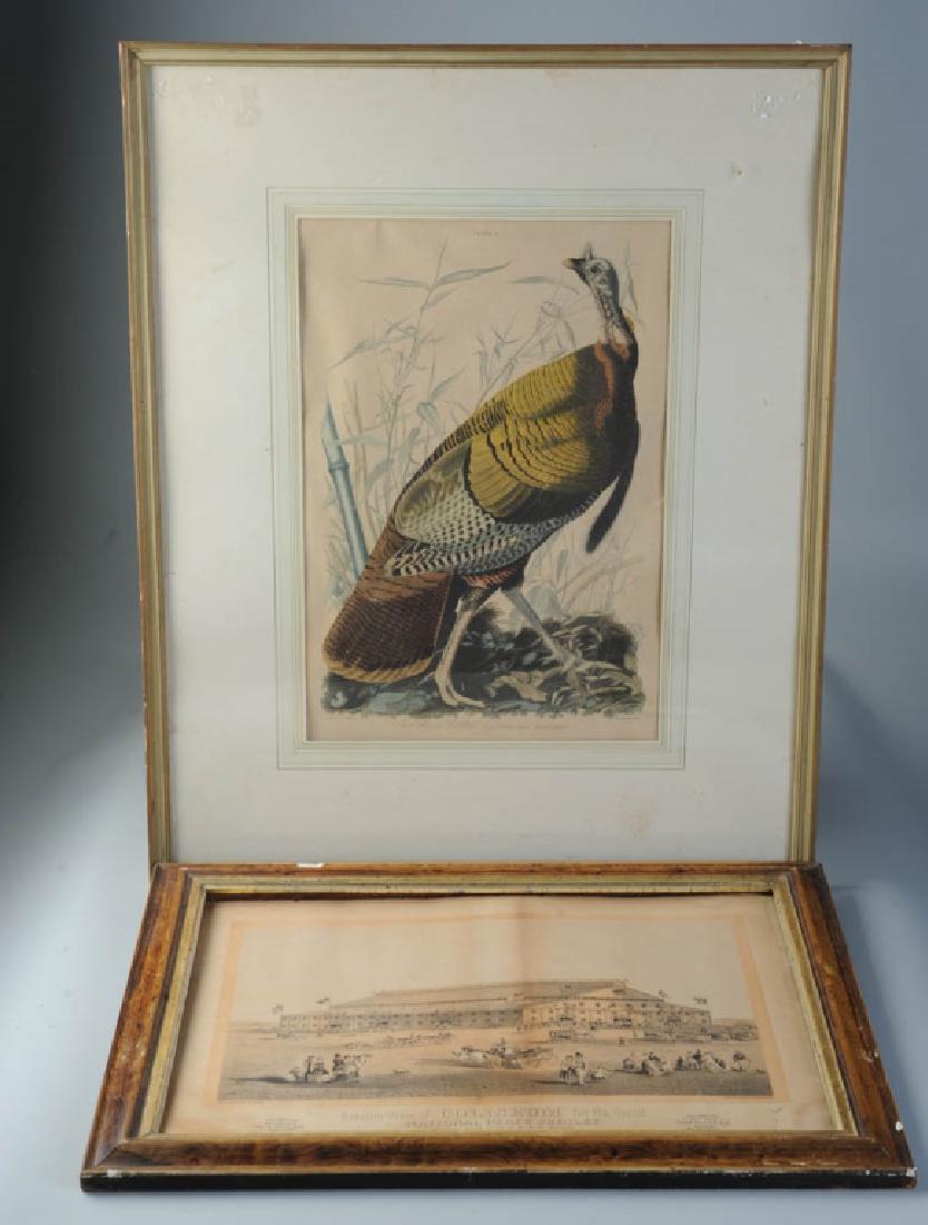 Audubon Print of Wild Turkey - May 04, 2019 | Hilliard & Co. in VA