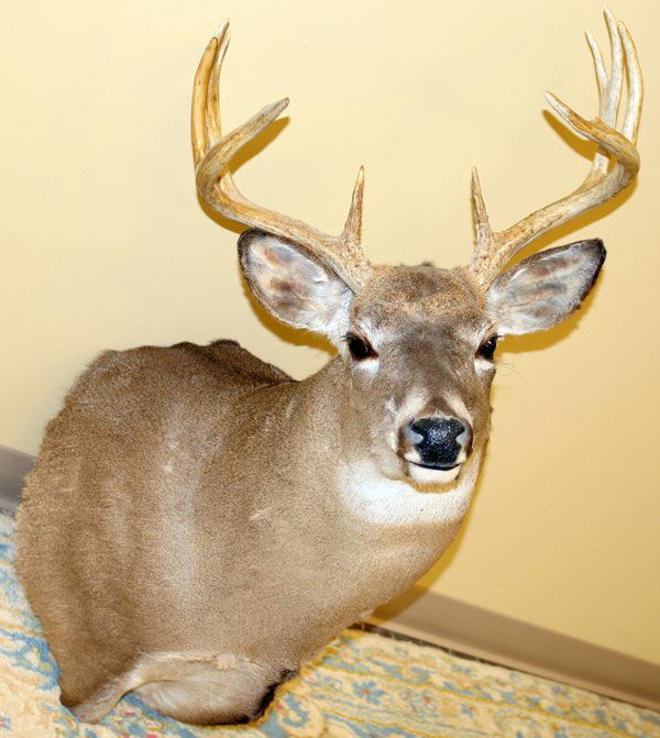 040203: TROPHY 6 POINT BUCK MOUNT, H 38"