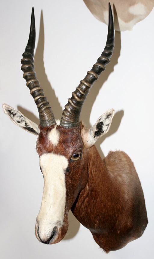 020070: AFRICAN TROPHY MOUNT, COMMON BLESBUCK, H 33", - Feb 12, 2010 ...
