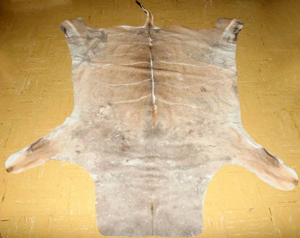 KUDU HIDE, 77" X 56" - Feb 12, 2010 | DuMouchelles in MI