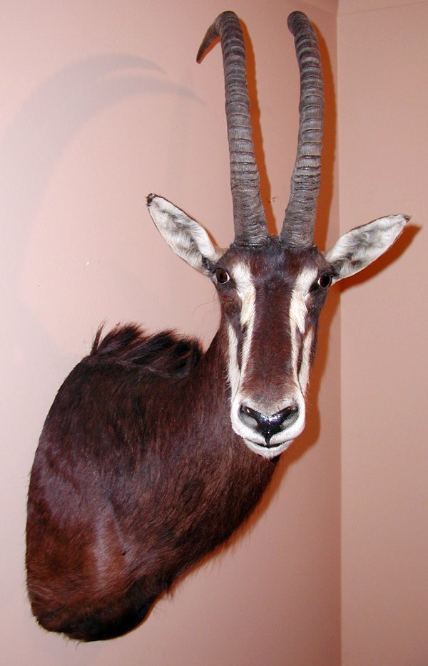 040134: AFRICAN ROOSEVELT SABLE SHOULDER MOUNT, H 52"