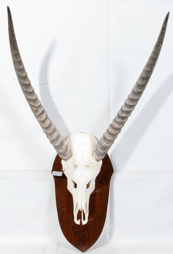 060355: AFRICAN GEMSBOK SKULL AND HORN MOUNT, 36" H X