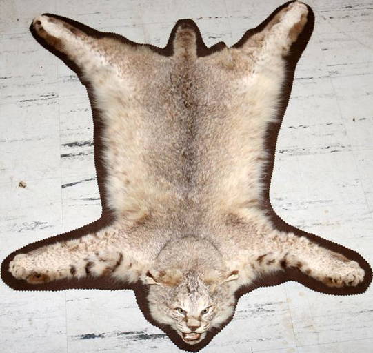 Bobcat Skin Rug, 33" X 30"