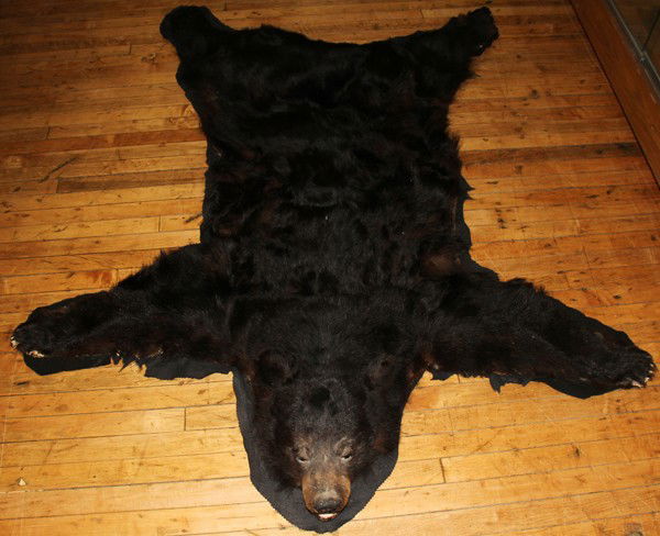 Black Bear Rug, W 52", L 72"