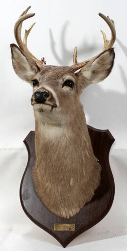 Deer Head Trophy Mount, H 27", W 15"