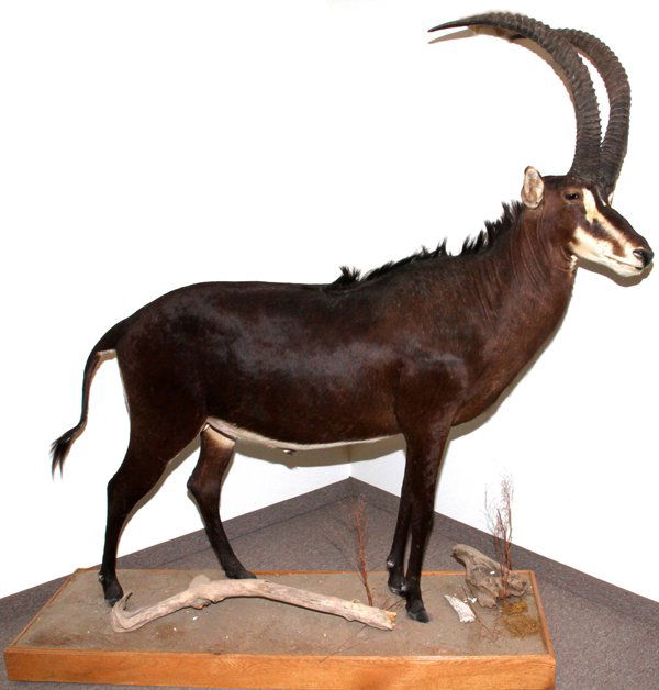 AFRICAN SABLE FULL BODY TROPHY MOUNT