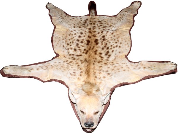 AFRICAN SPOTTED HYENA SKIN/RUG