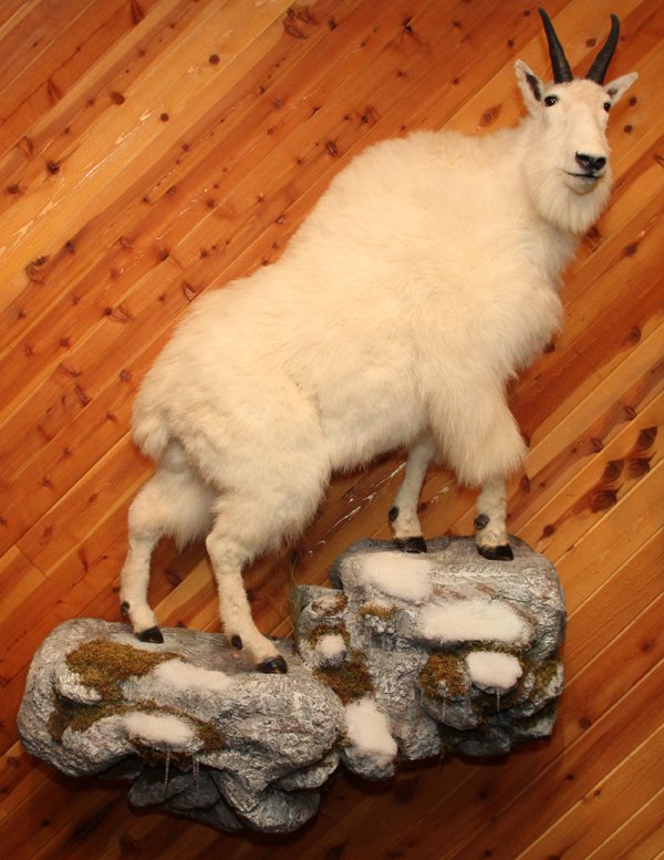 AMERICAN MOUNTAIN GOAT FULL BODY WALL MOUNT