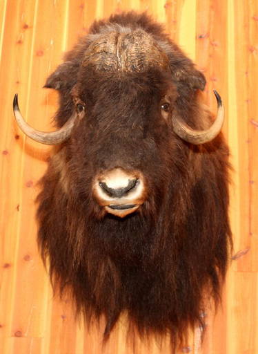 Barren Ground Musk Ox Shoulder Mount