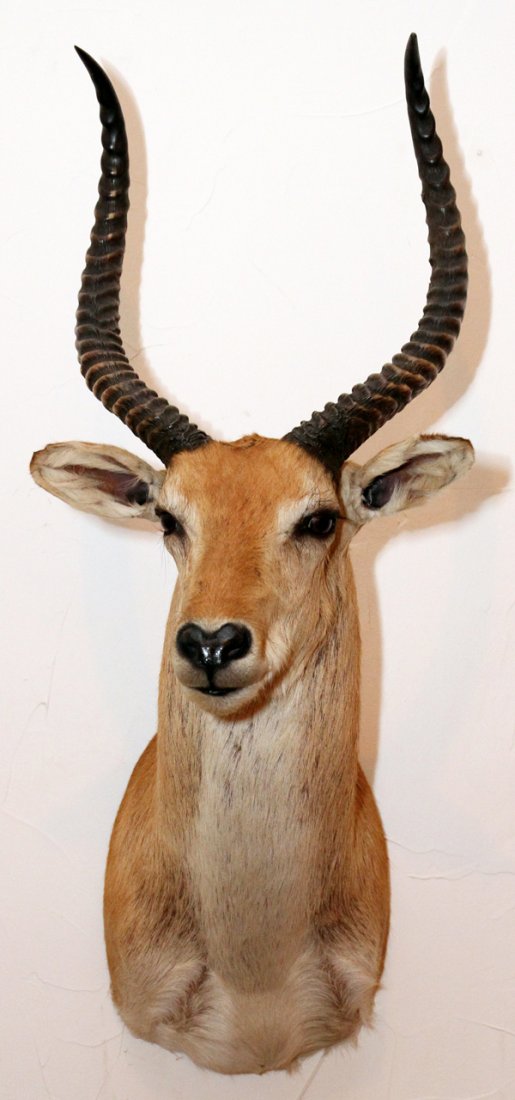 SOUTHERN LECHWE SHOULDER TROPHY MOUNT