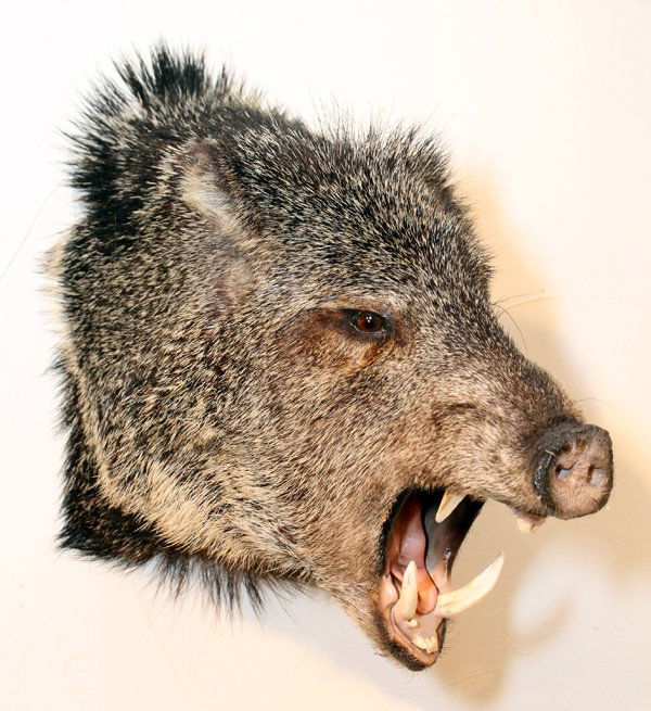JAVALINA-COLLARED PECCARY TROPHY MOUNT
