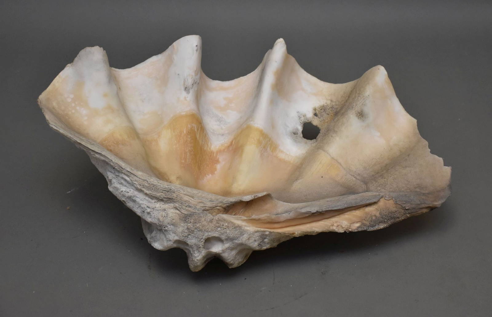 Large Clam Shell, Approx. 30"w (has Hole) Auction