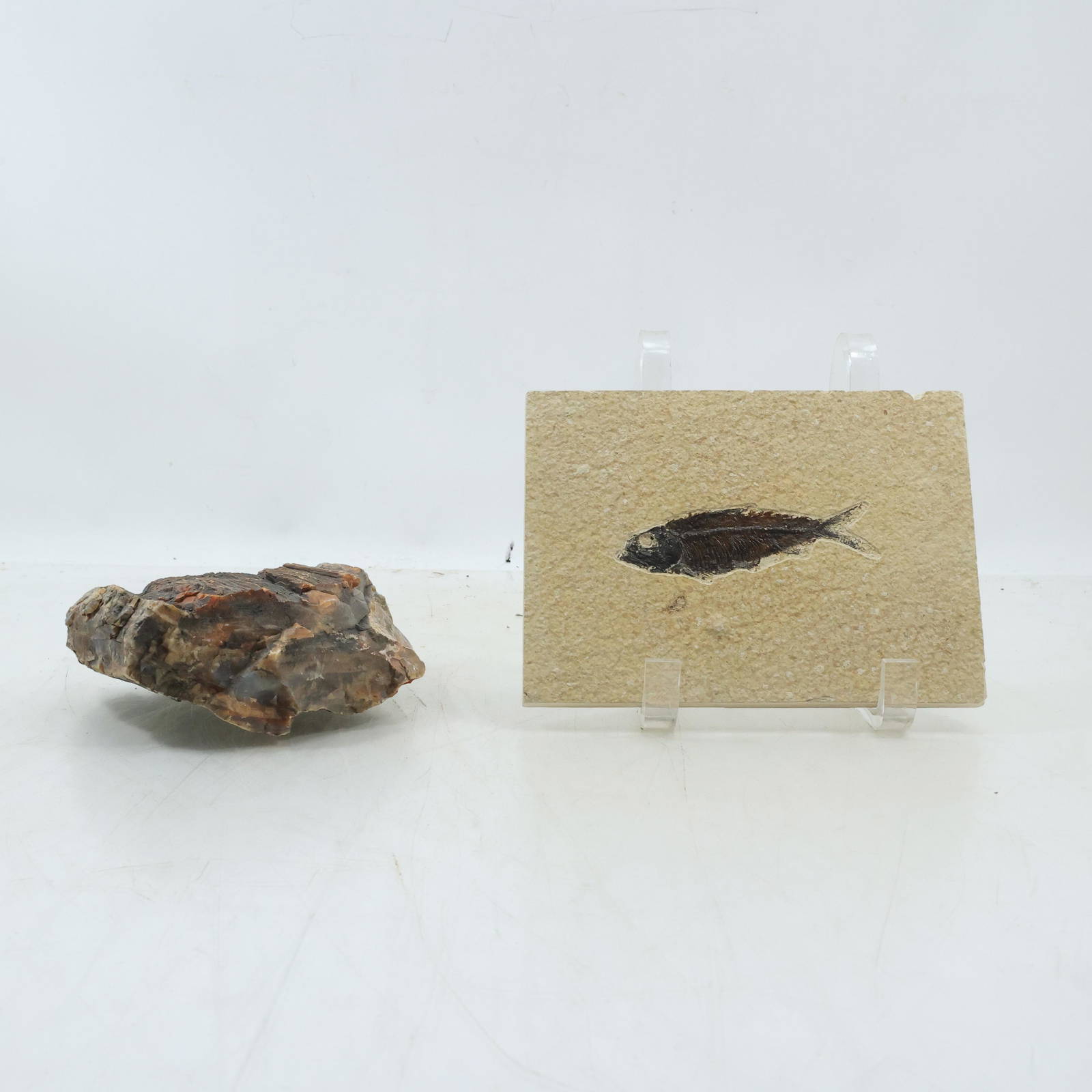 [2] Petrified Wood Specimen And Fish Fossil Stone Auction