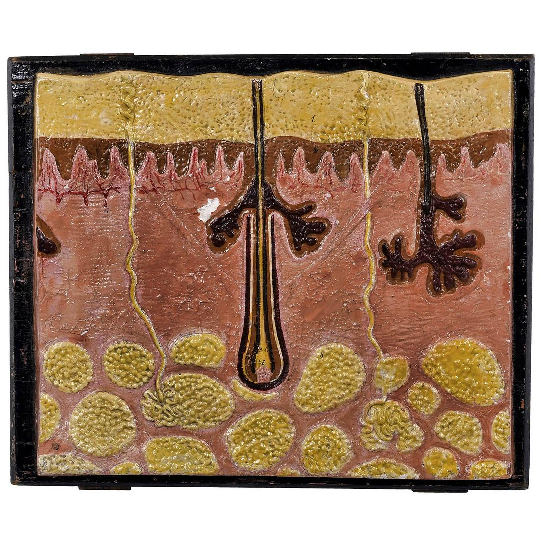 Anatomical Model Of The Skin, C. 1850