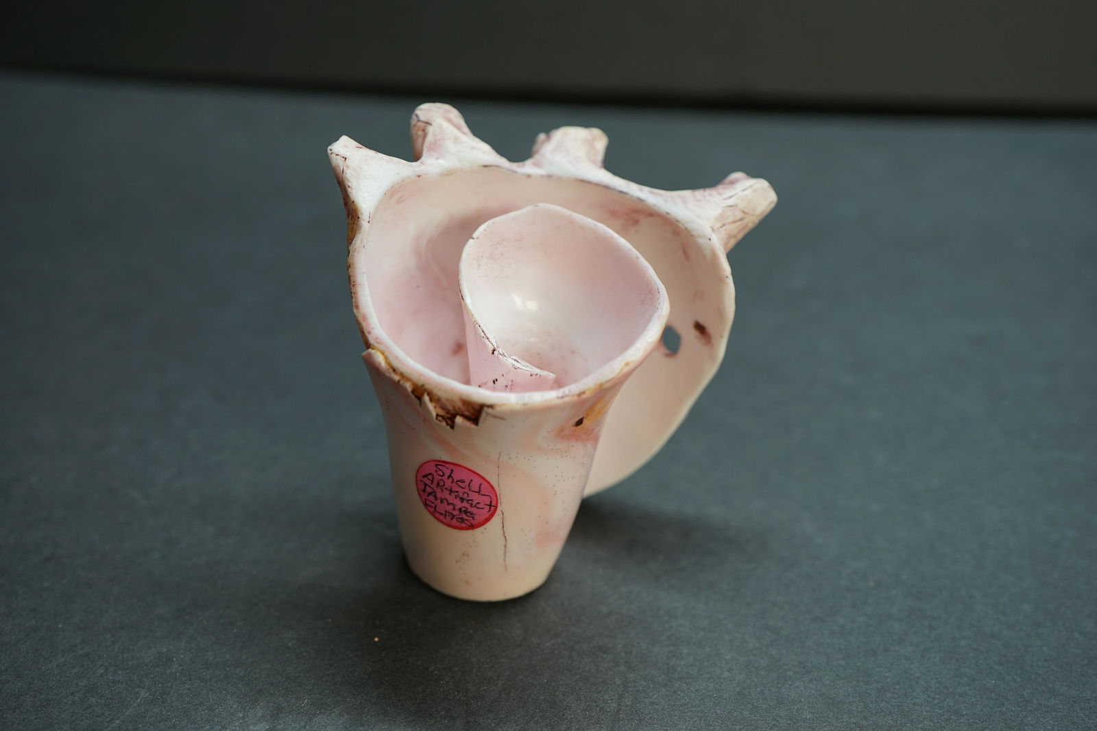 Shell Artifact Tampa Florida , Ex Rawlitte Collection