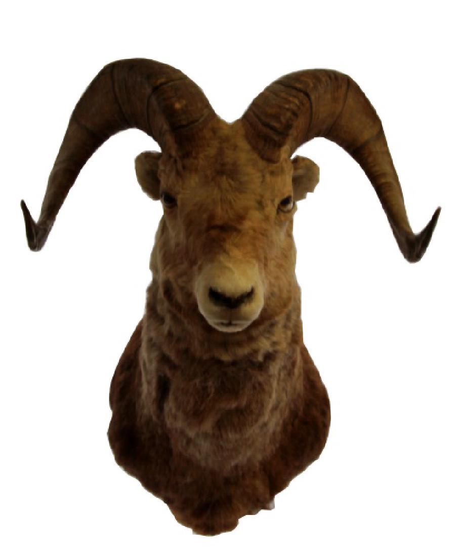 Dall Sheep Ram Thin Horn Taxidermy Wall Mount