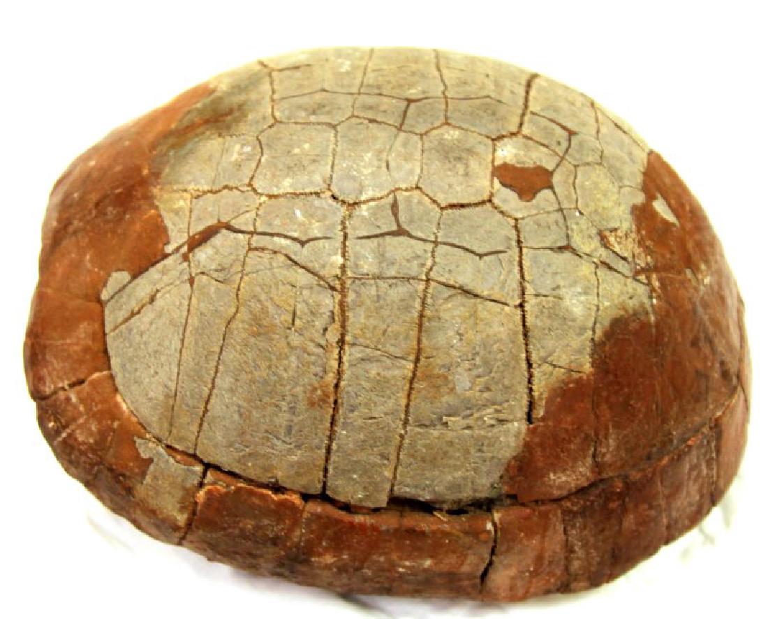 PETRIFIED TERRIPAN TURTLE SHELL FOSSIL