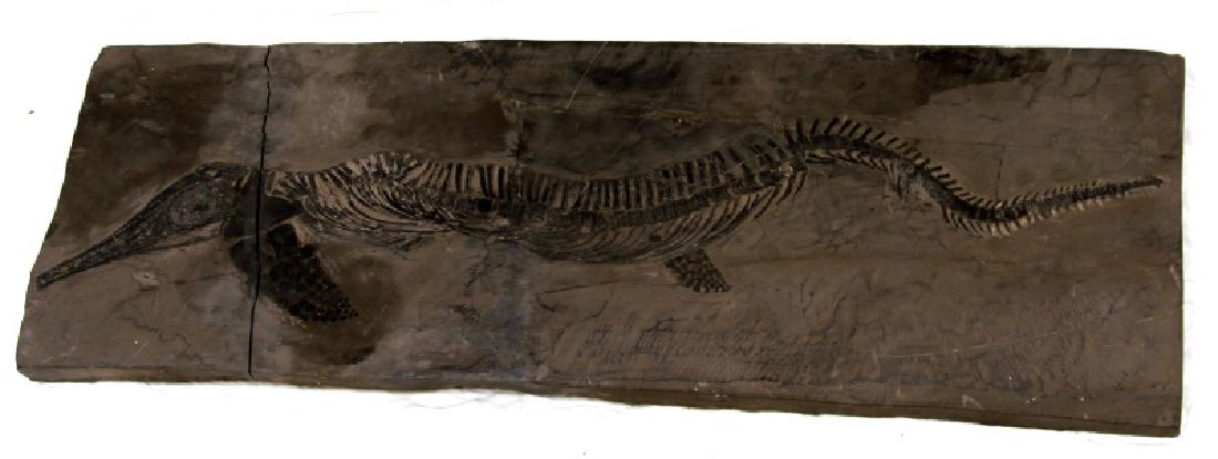 PREHISTORIC FOSSILIZED SKELETON KEICHOUSAURUS