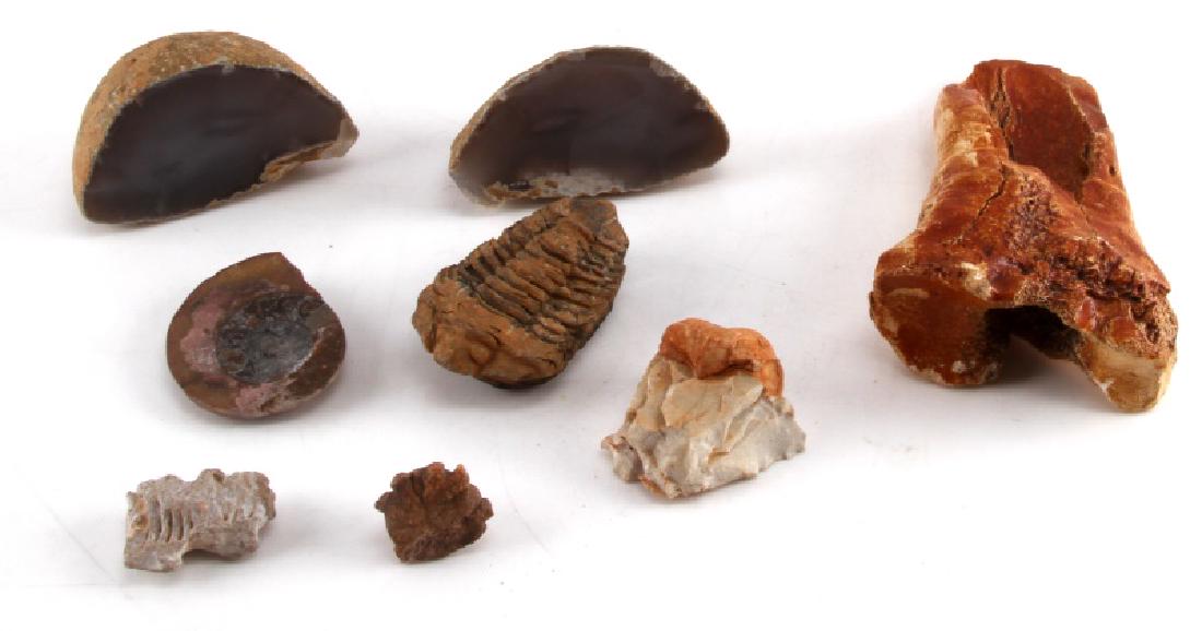 FOSSIL LOT TRILOBITE BONE GEODE CEPHALOPOD