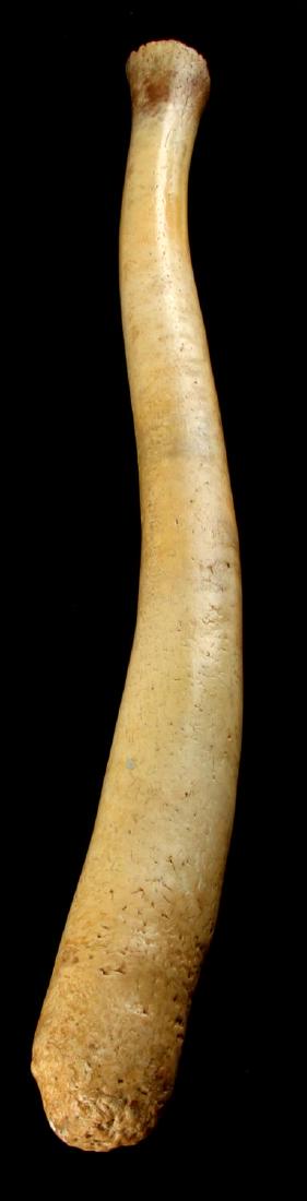 RAW UNCARVED WALRUS BACULUM OOSIK PENILE BONE