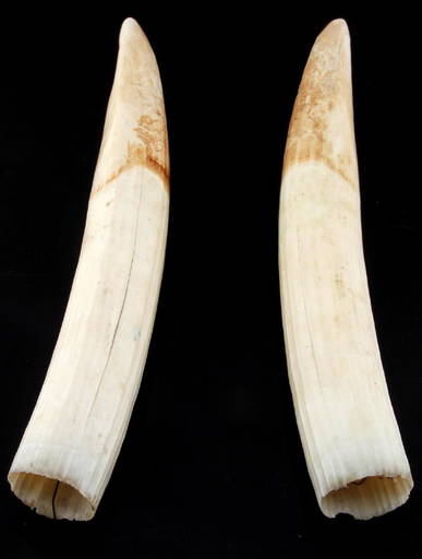 Hippo Inciser Pair Tusk 14 Plus Inche Ea.scrimshaw