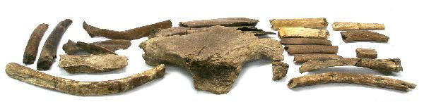 WOOLLY MAMMOTH PELVIC & RIB BONE FOSSIL COLLECTION
