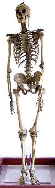 Antique Human Articulated Medical Skeleton