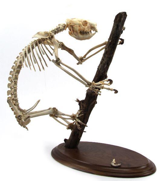 KOALA SKELETON MOUNT ON EUCALYPTUS BRANCH