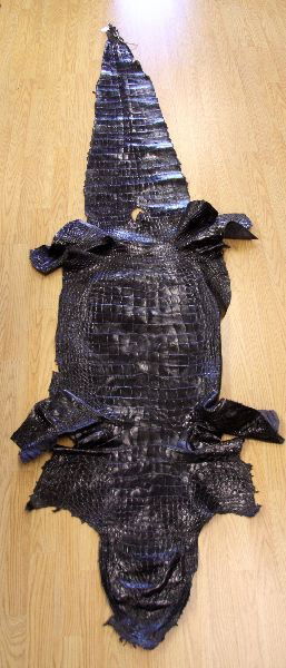 8 FT 10 INCH BLACK TANNED ALLIGATOR HIDE