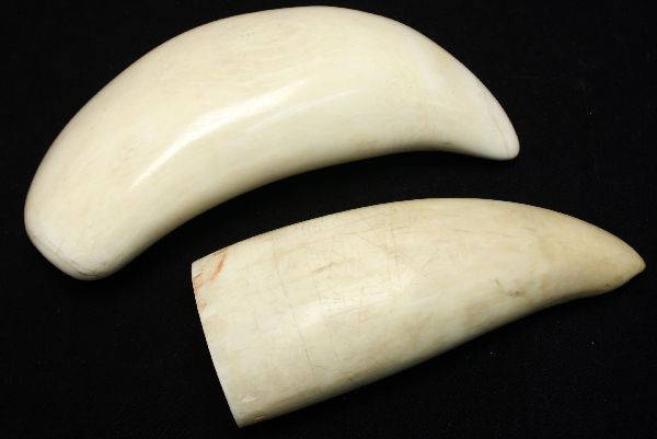 Walrus Tooth Scrimshaw & Polished Walrus Tooth
