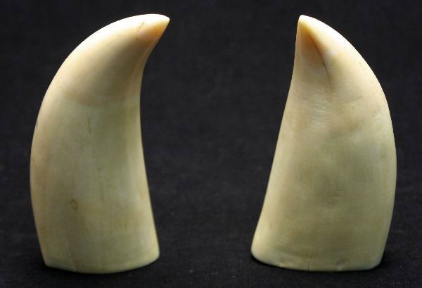 COLLECTION OF TWO WALRUS TEETH