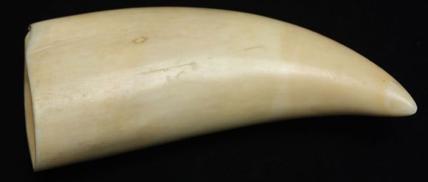 COLLECTION OF TWO WALRUS TEETH : Lot 4007