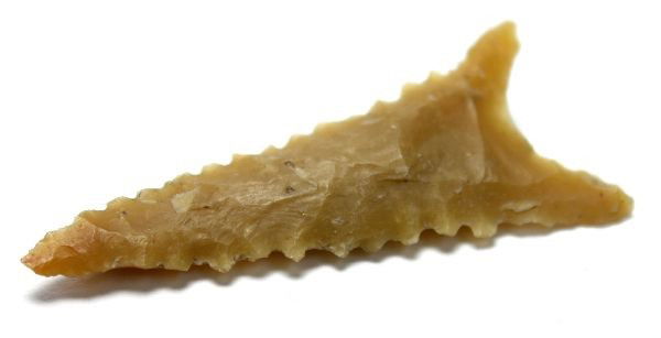 FLORIDA ARROWHEAD TALLAHASSEE FROM PERRY FL